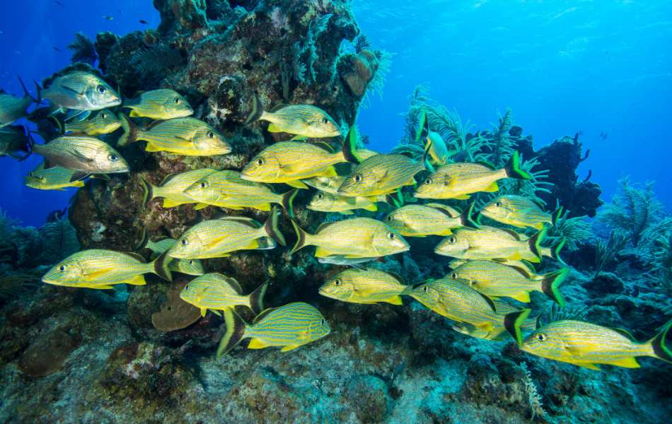 Premier Scuba Diving Lessons in Edmonton